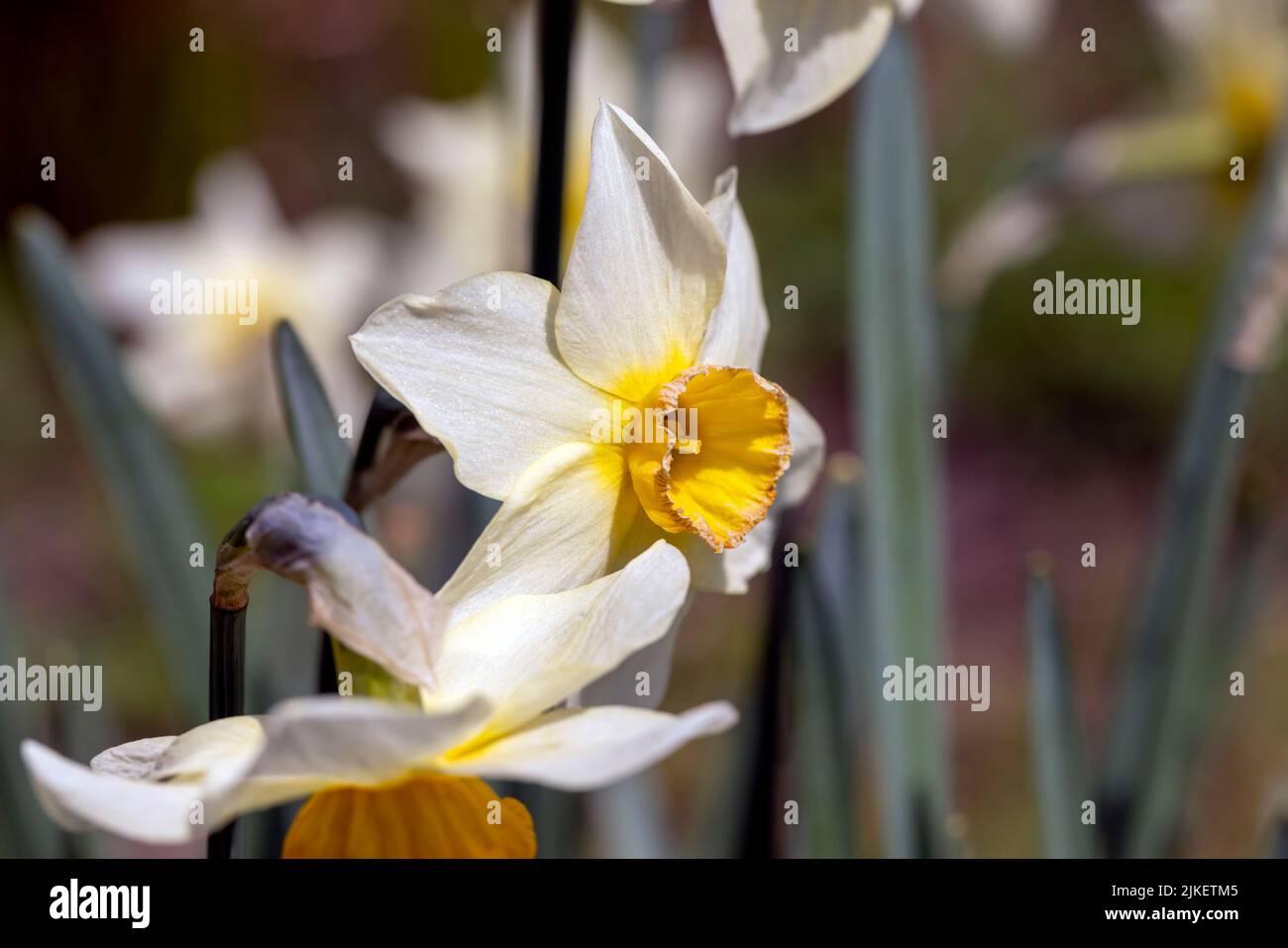 spring narcissus flower in dust and dirt after the last rain, beautiful ...