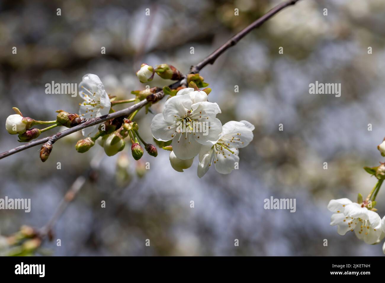 apple fruit trees blooming in the spring season, beautiful large apple ...