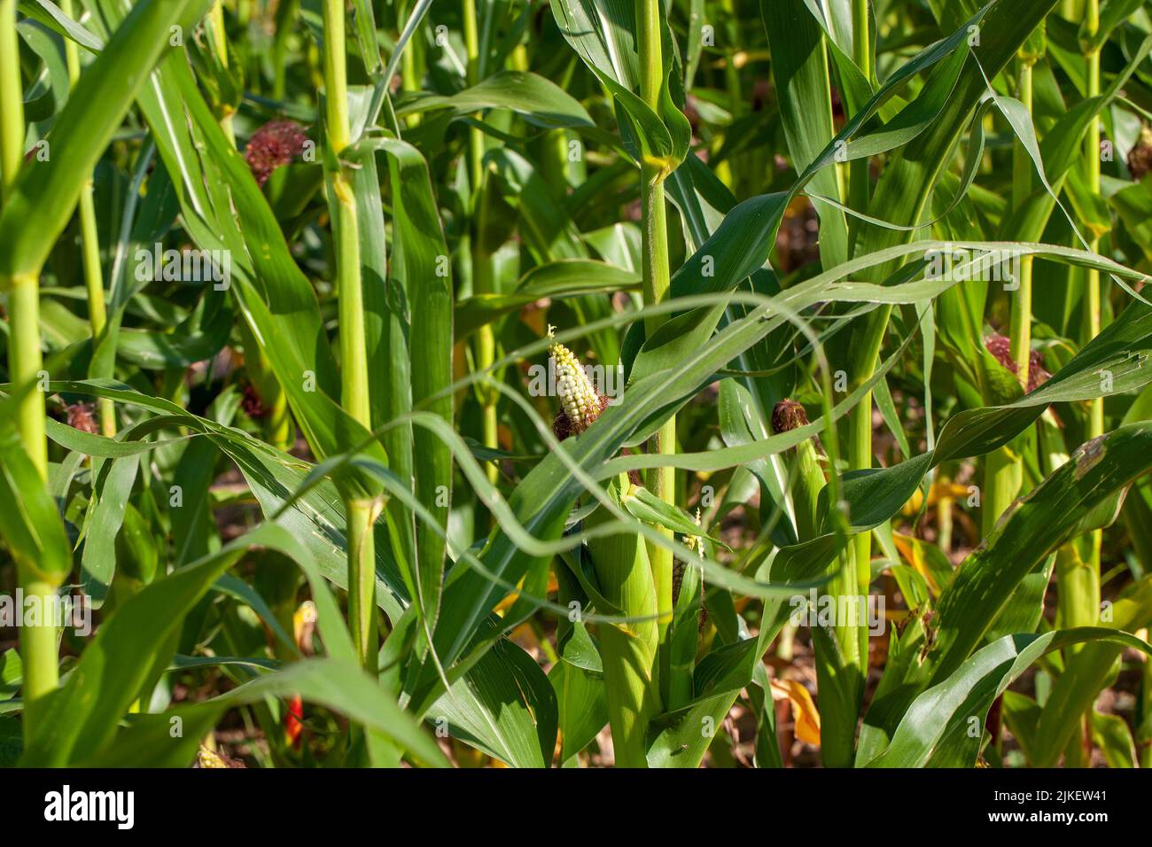 an agricultural field where unripe green corn grows, a field for ...