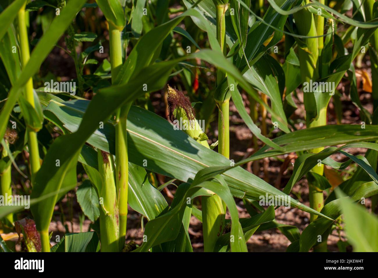 an agricultural field where unripe green corn grows, a field for ...
