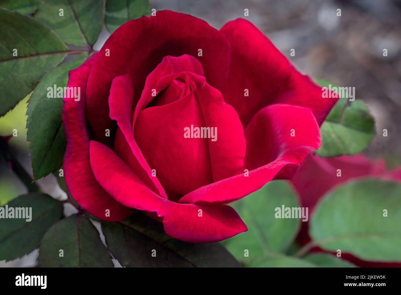 Chrysler rose hi-res stock photography and images - Alamy