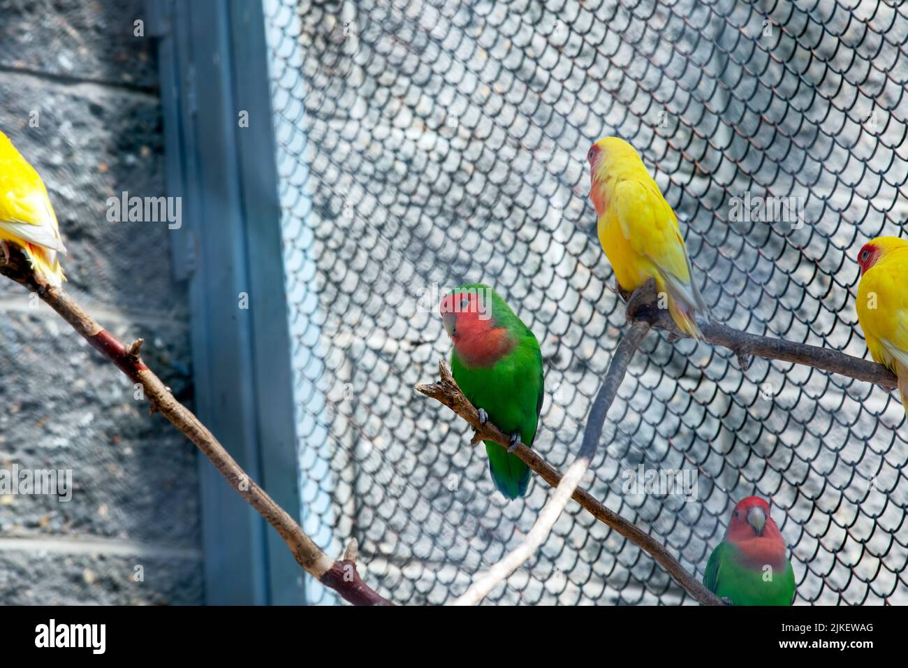 Several yellow and green parrots living in the zoo, colorful exotic ...