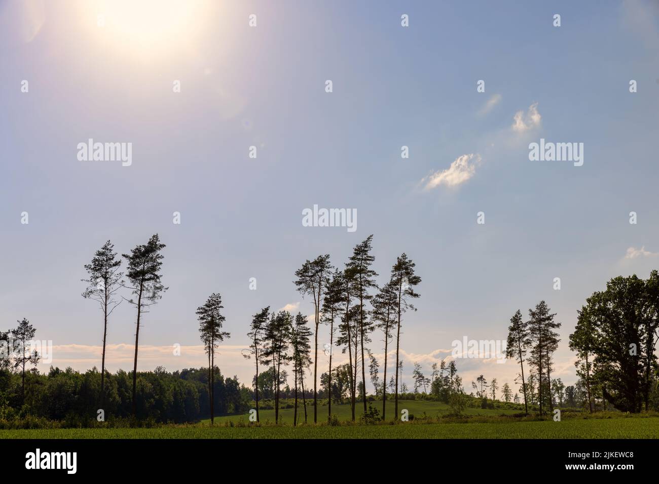 deforestation and timber harvesting in eastern Europe, felled and sawn ...