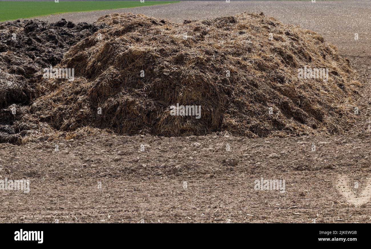 piles of humus manure on the field to fertilize the field territory ...
