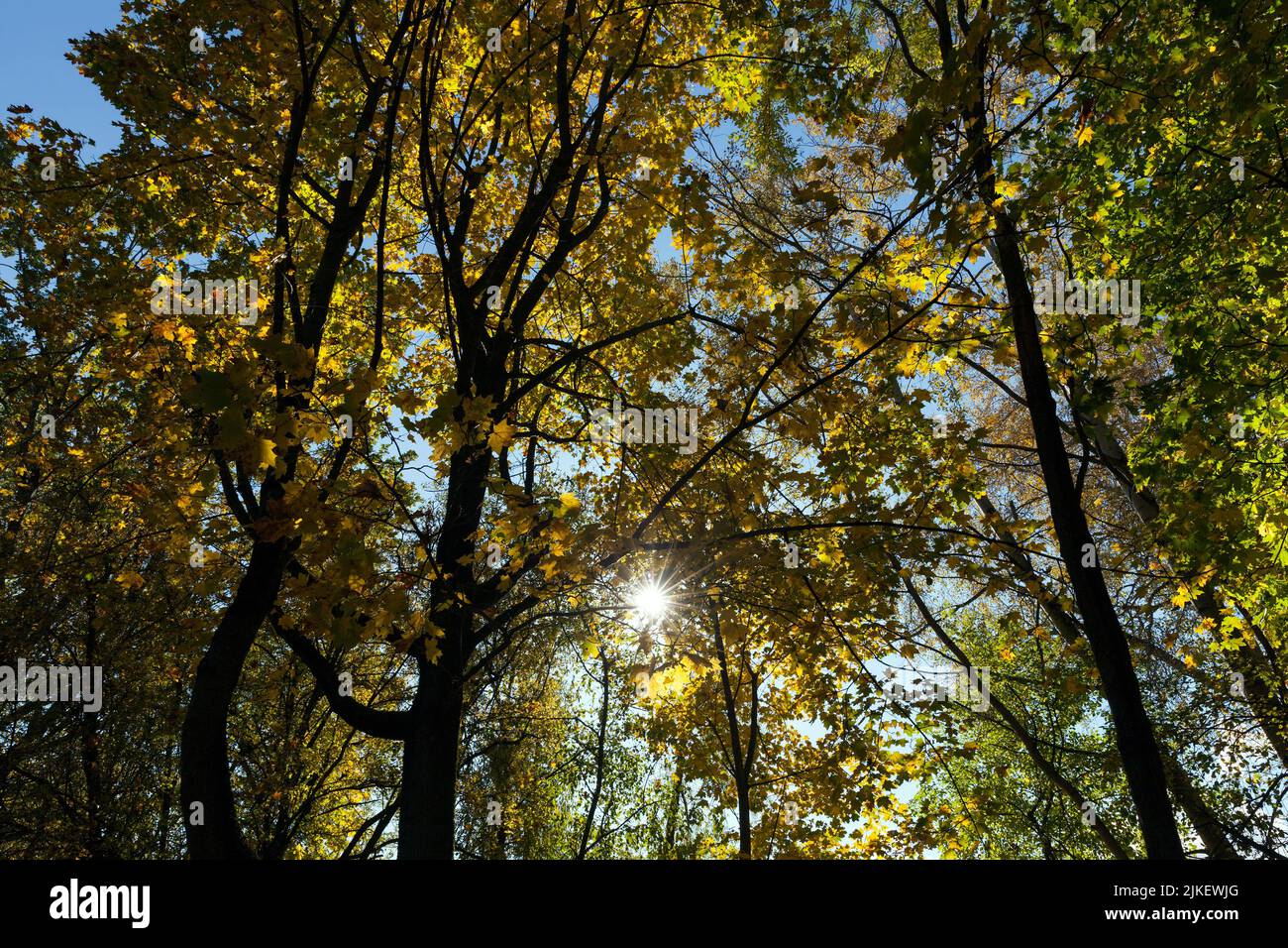 yellowed maple foliage on trees in the autumn season, changes in nature ...