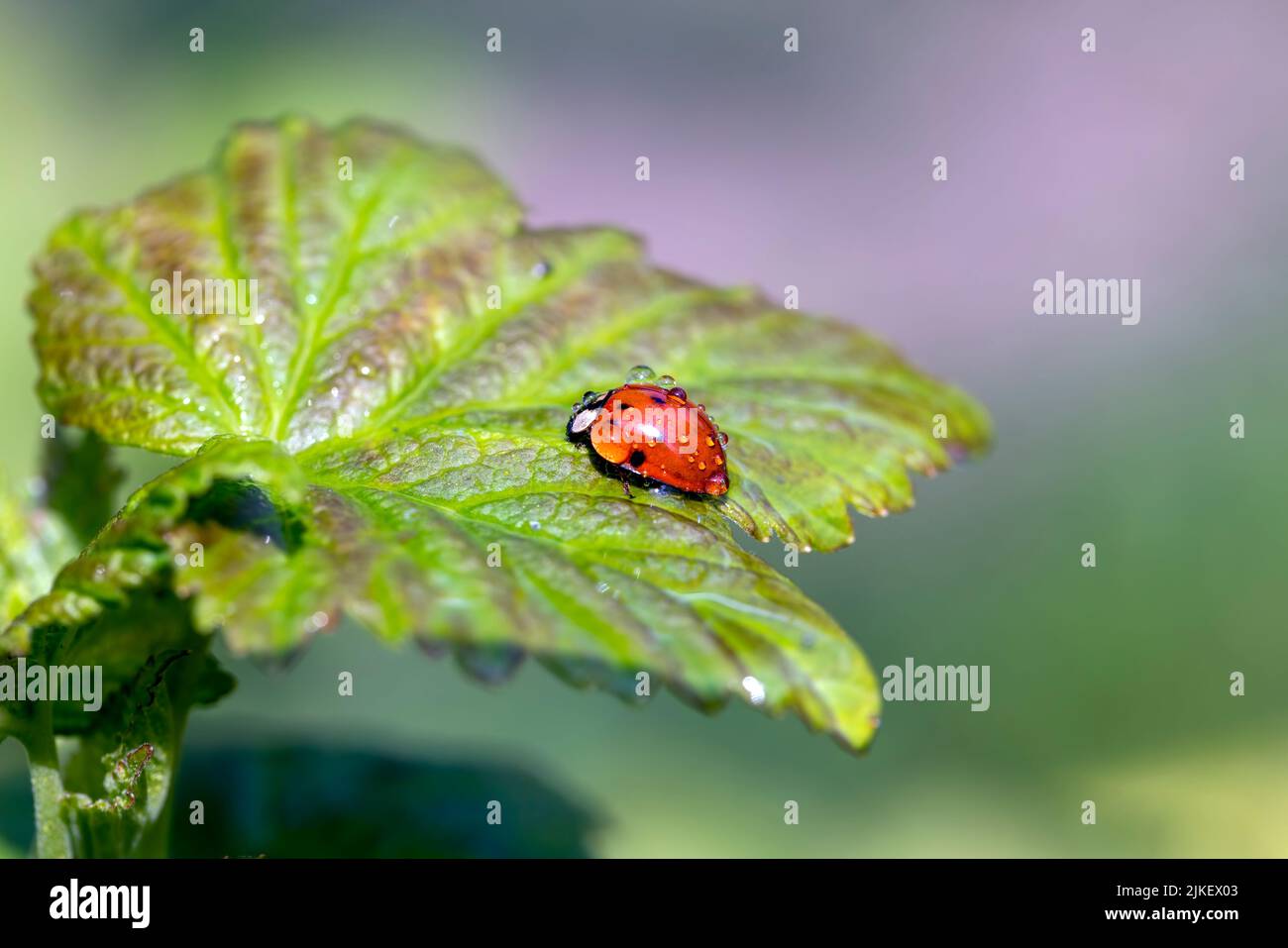 a ladybug sitting on a raspberry leaf in drops of water, an insect ...