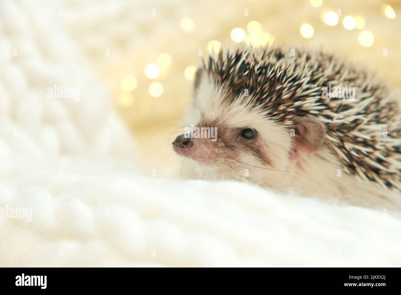 African white-bellied hedgehog in a white knitted scarf.Winter season ...
