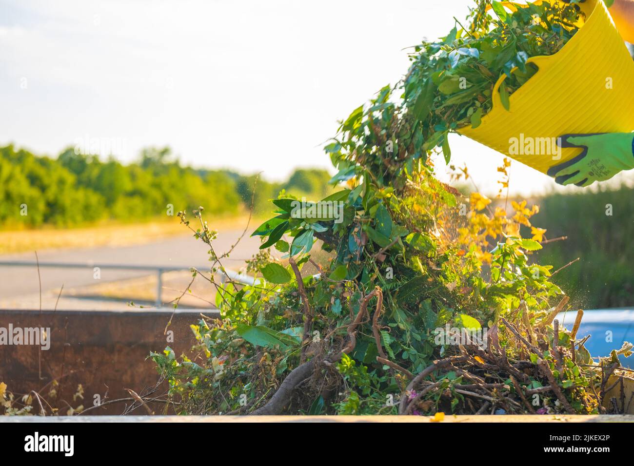 compost pours into a metal tank in the sun.green compost with many ...