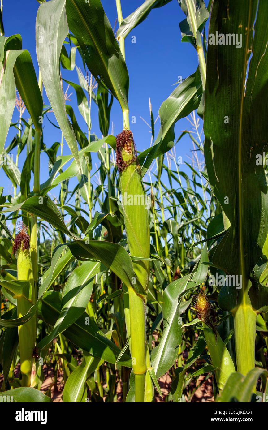 an agricultural field where unripe green corn grows, a field for ...