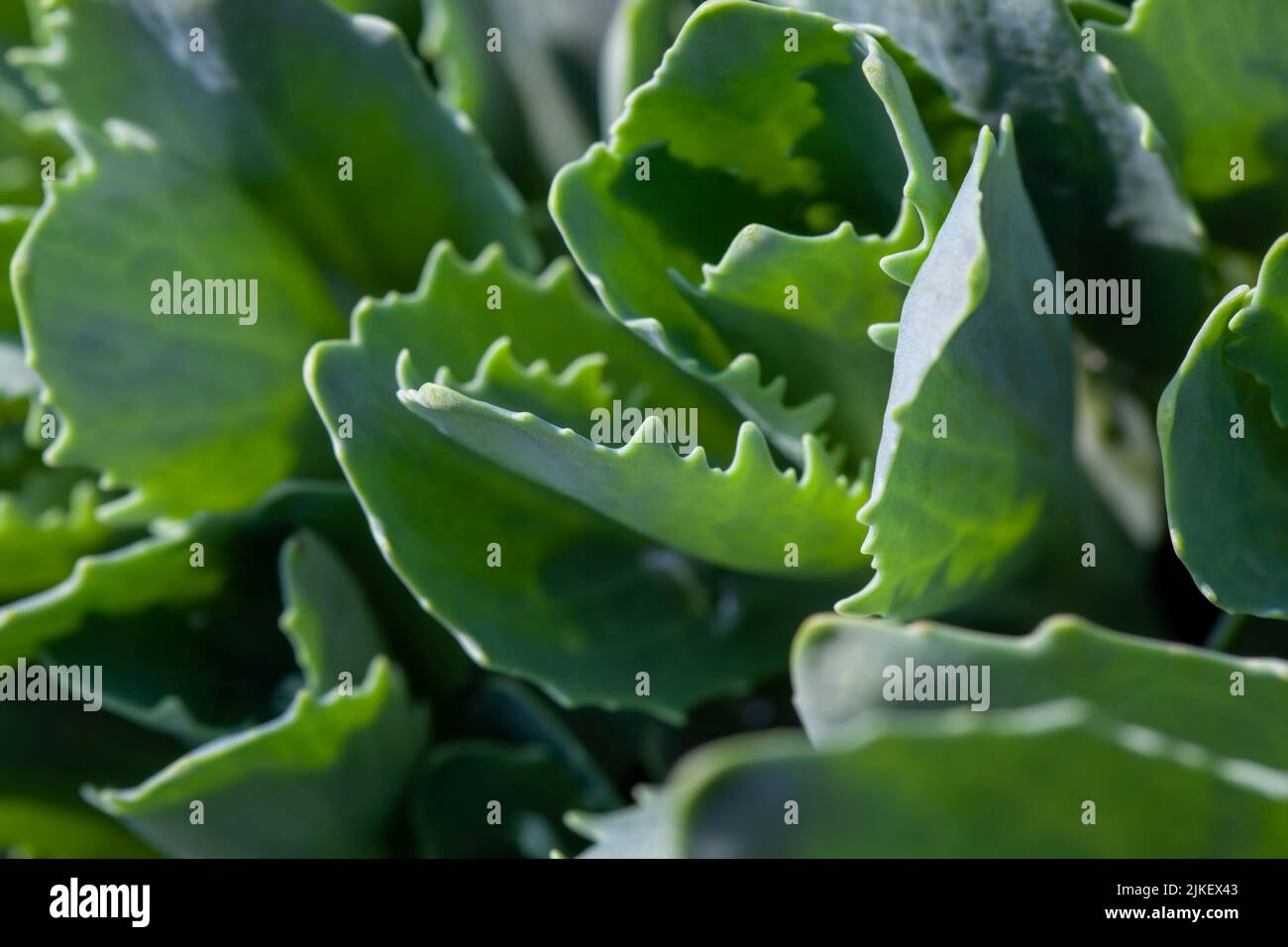 plants with green foliage in the summer, details of plants of green ...