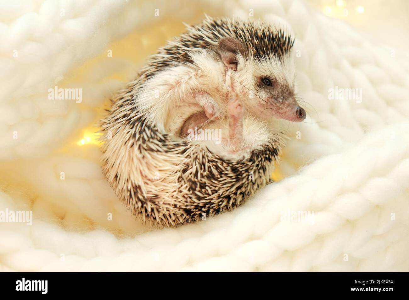 Cute hedgehog face hi-res stock photography and images - Alamy