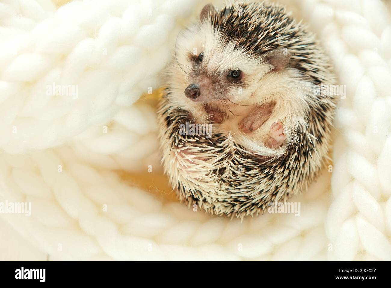 Hedgehog christmas hi-res stock photography and images - Alamy
