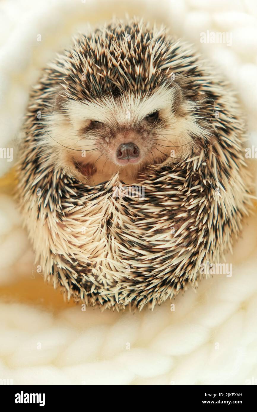 Hedgehog.Cute African white-bellied hedgehog in a white knitted scarf ...
