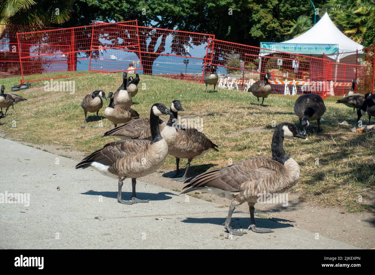 Close-up Group of Geese in English Bay Stock Photo - Alamy