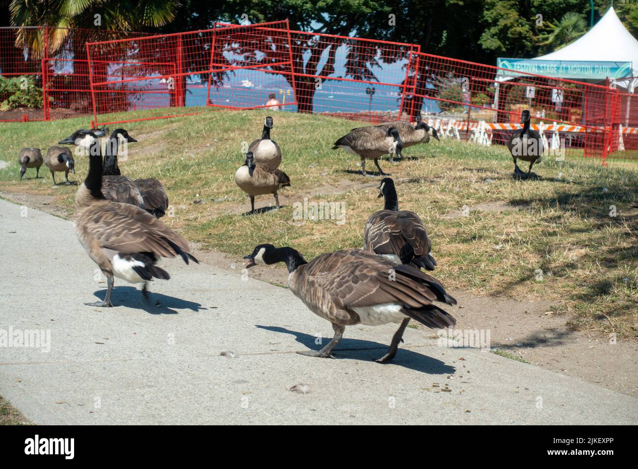 Close-up Group of Geese in English Bay Stock Photo - Alamy
