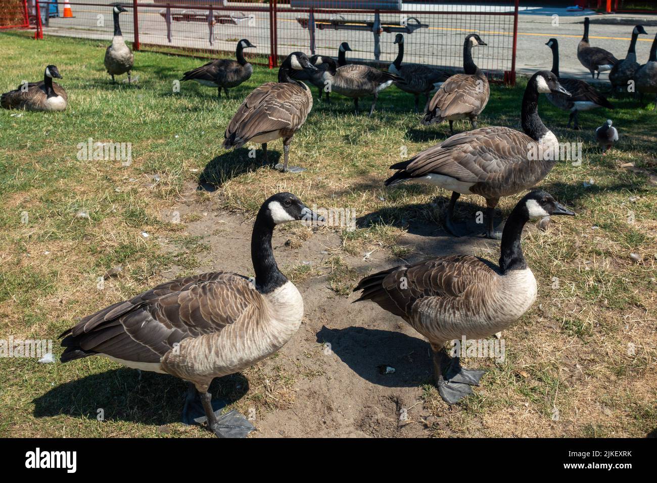 Group of geese in english bay hi-res stock photography and images - Alamy