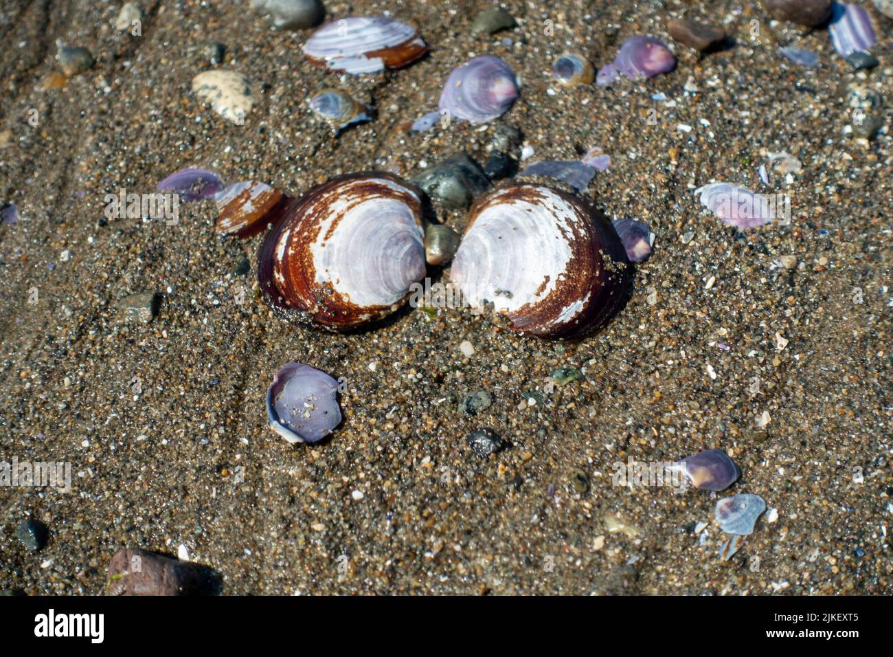 Close-up seashell with broken seashells on the sand Stock Photo - Alamy