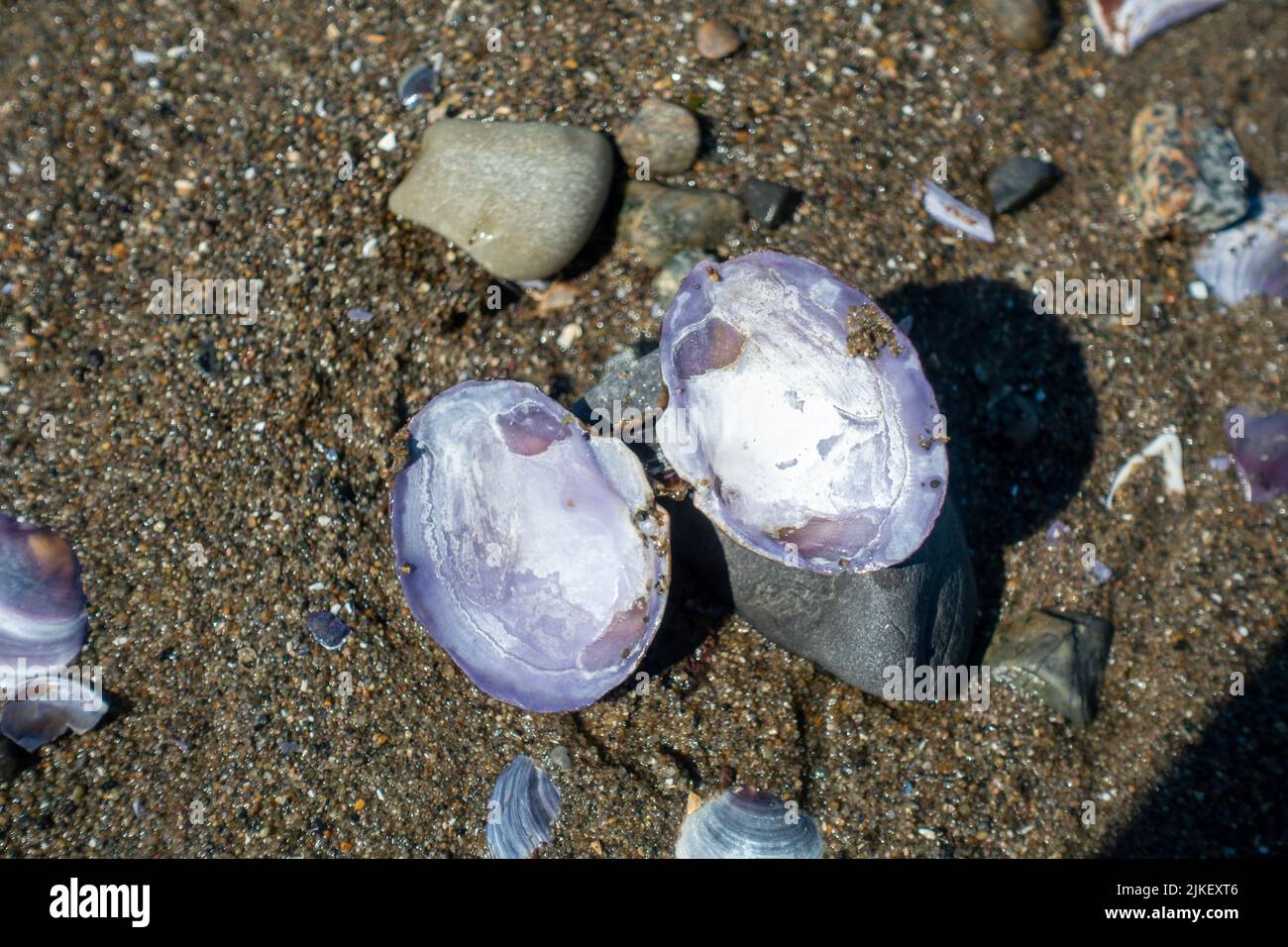 Close-up seashell with broken seashells on the sand Stock Photo - Alamy