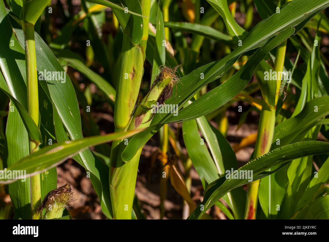 an agricultural field where unripe green corn grows, a field for ...
