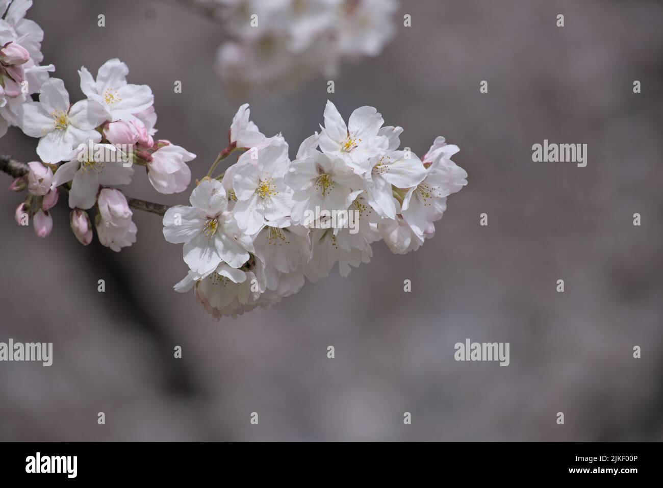 Spring annual bloom hi-res stock photography and images - Alamy