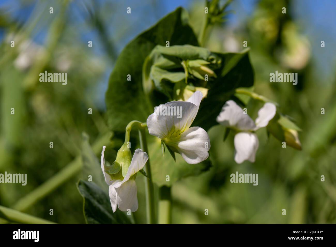 blooming peas on an agricultural field in the summer, white pea flowers ...