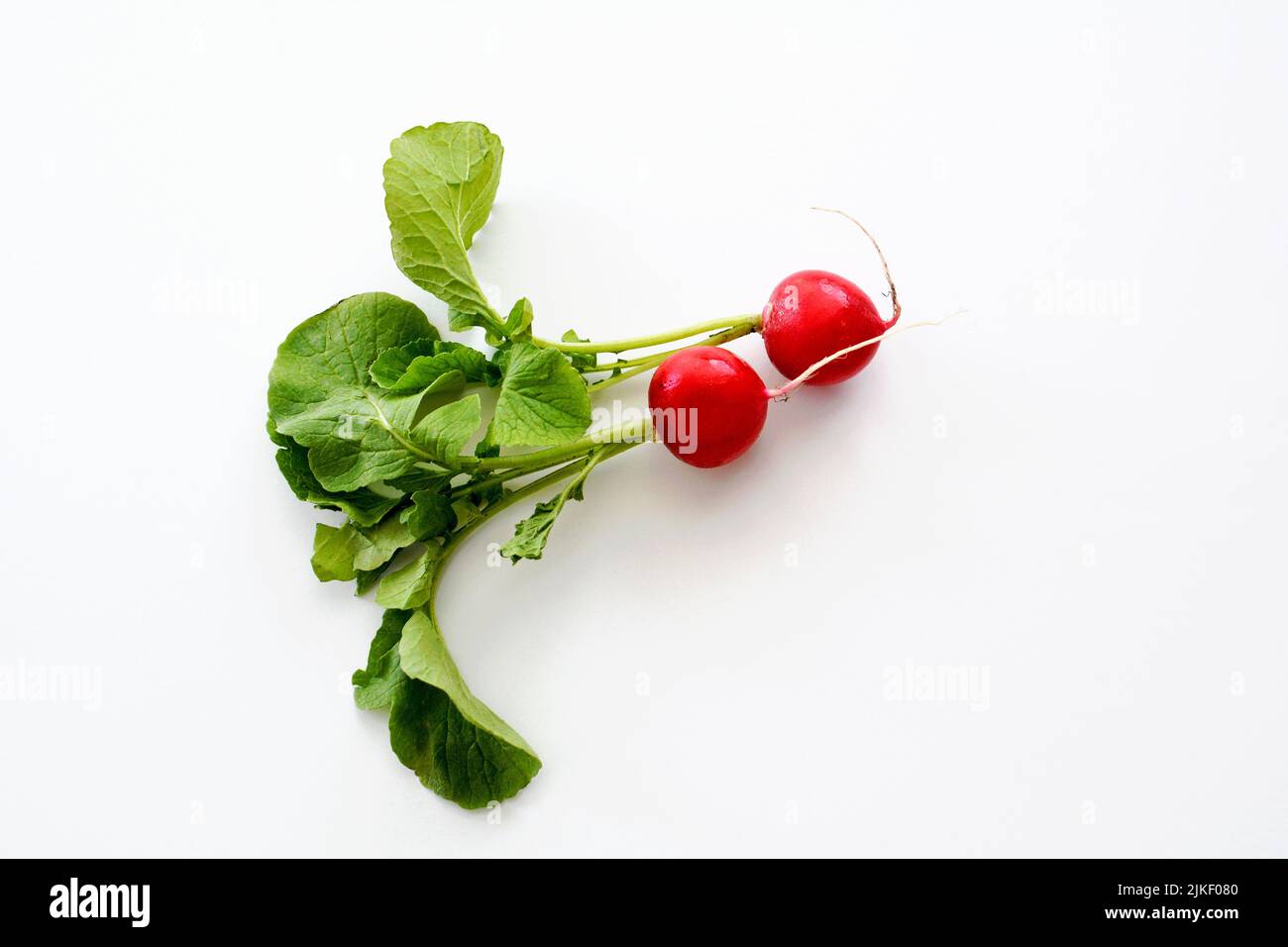 Fresh organic radishes from the garden with leaves and roots in ...