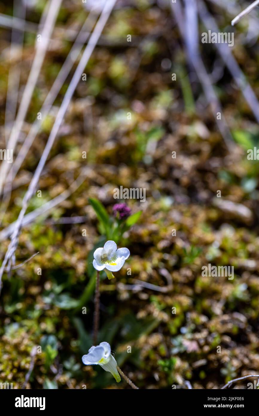 Pinguicula alpina flowers hi-res stock photography and images - Alamy