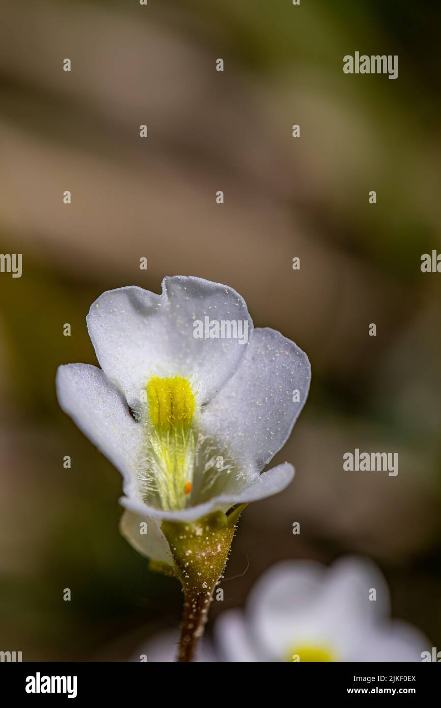 Pinguicula alpina flowers hi-res stock photography and images - Alamy