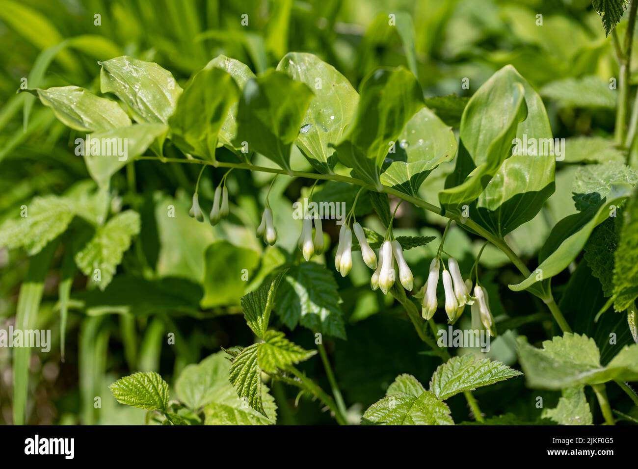 Polygonatum multiflorum solomons seal fresh hi-res stock photography ...