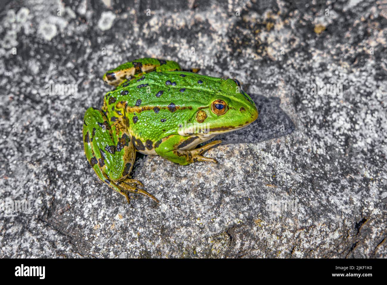 Green frog on a stone at a pond waiting for production Stock Photo - Alamy