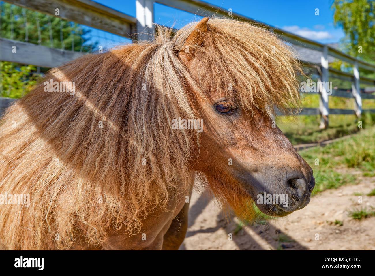 My little pony hi-res stock photography and images - Alamy
