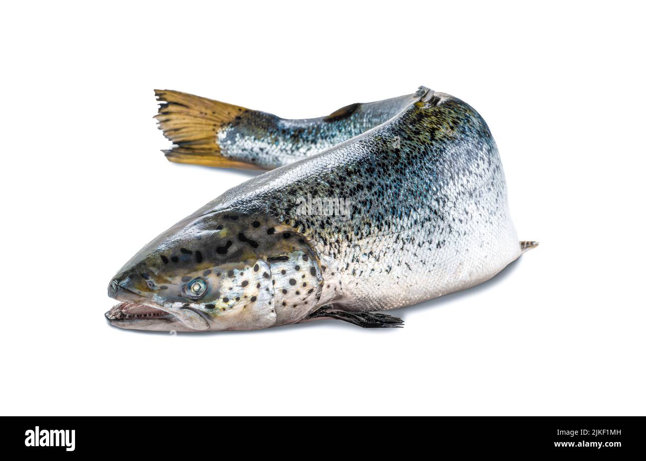 Gutted carcass Cut Out Stock Images & Pictures - Alamy