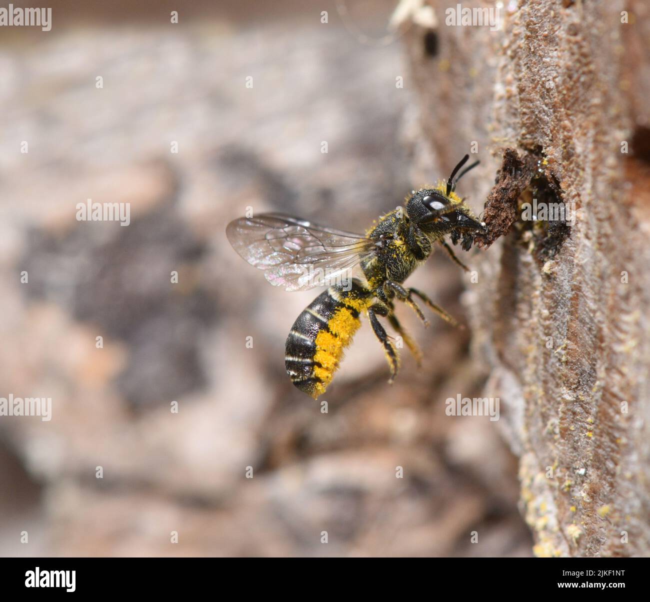 Solitary Bee - Heriades truncorum Stock Photo - Alamy