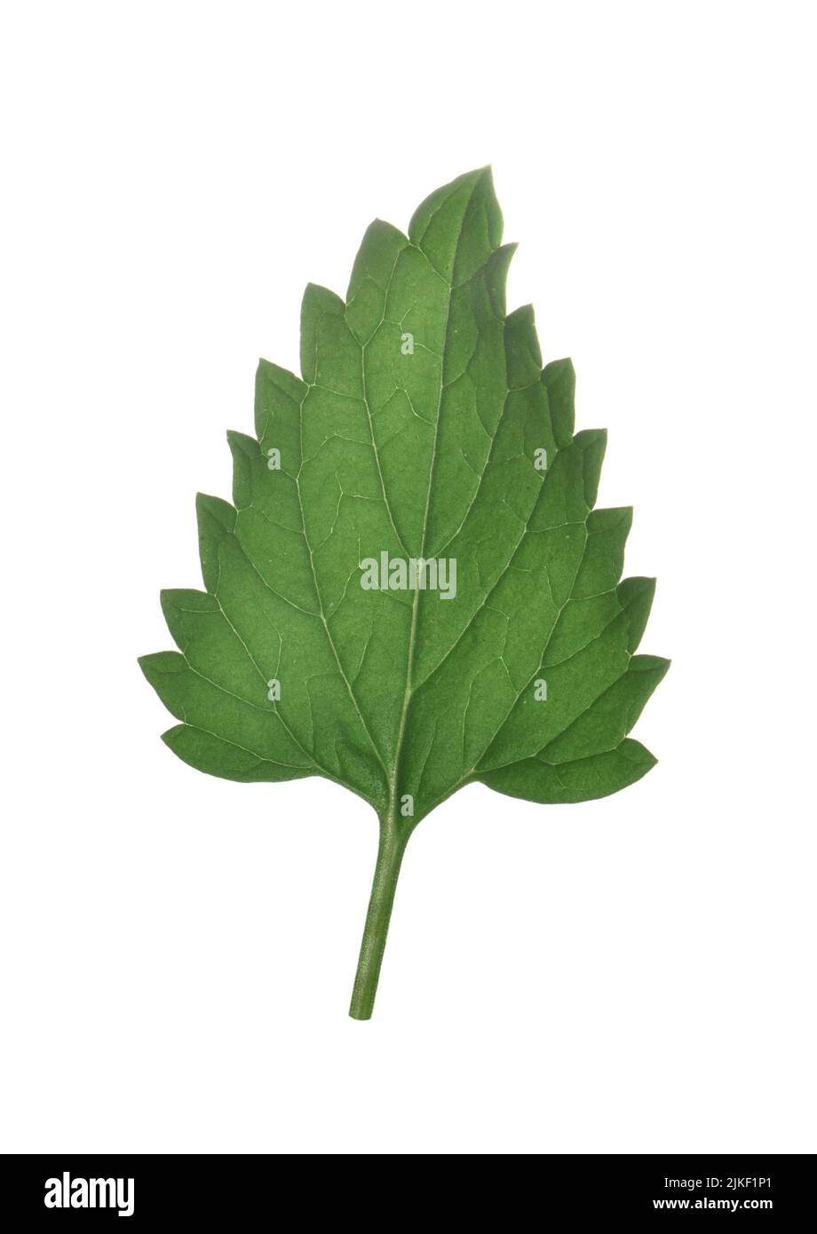 Leaf cat Cut Out Stock Images & Pictures - Alamy