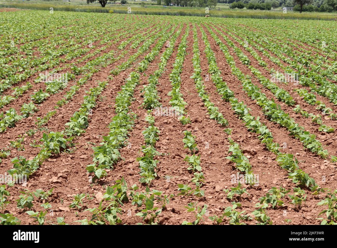 Green bean field. Cultivated field Stock Photo - Alamy