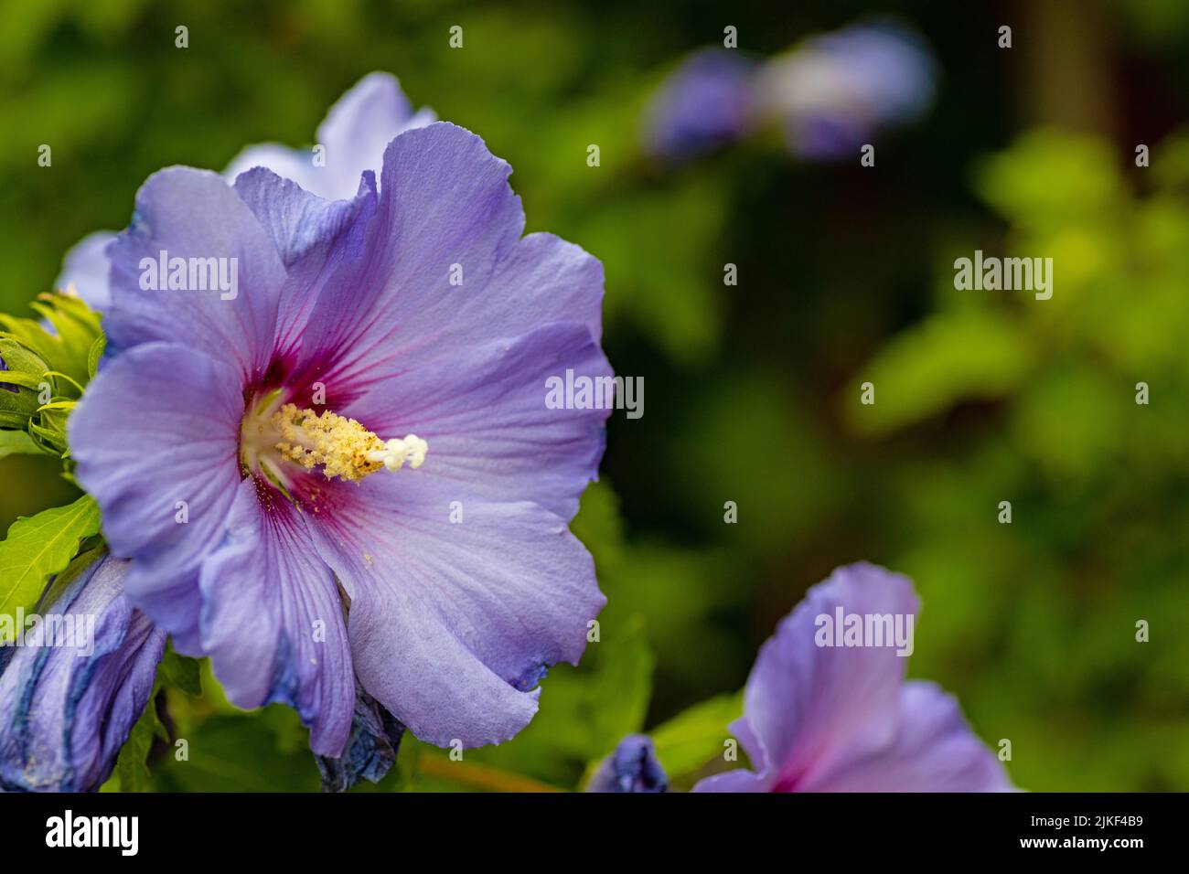 flowering blue hibiscus flower Stock Photo - Alamy