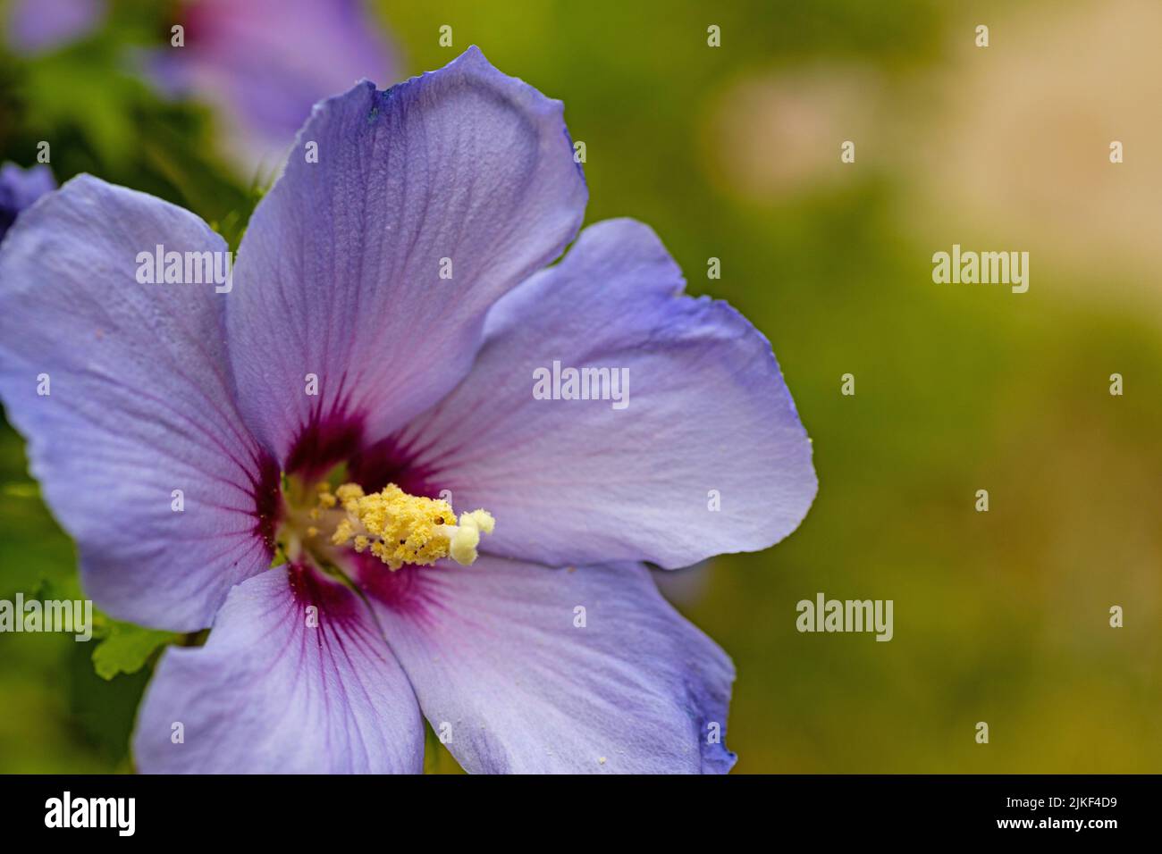 flowering blue hibiscus flower Stock Photo - Alamy