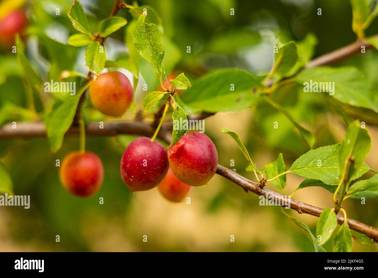Mirabelles branch ripe hi-res stock photography and images - Alamy