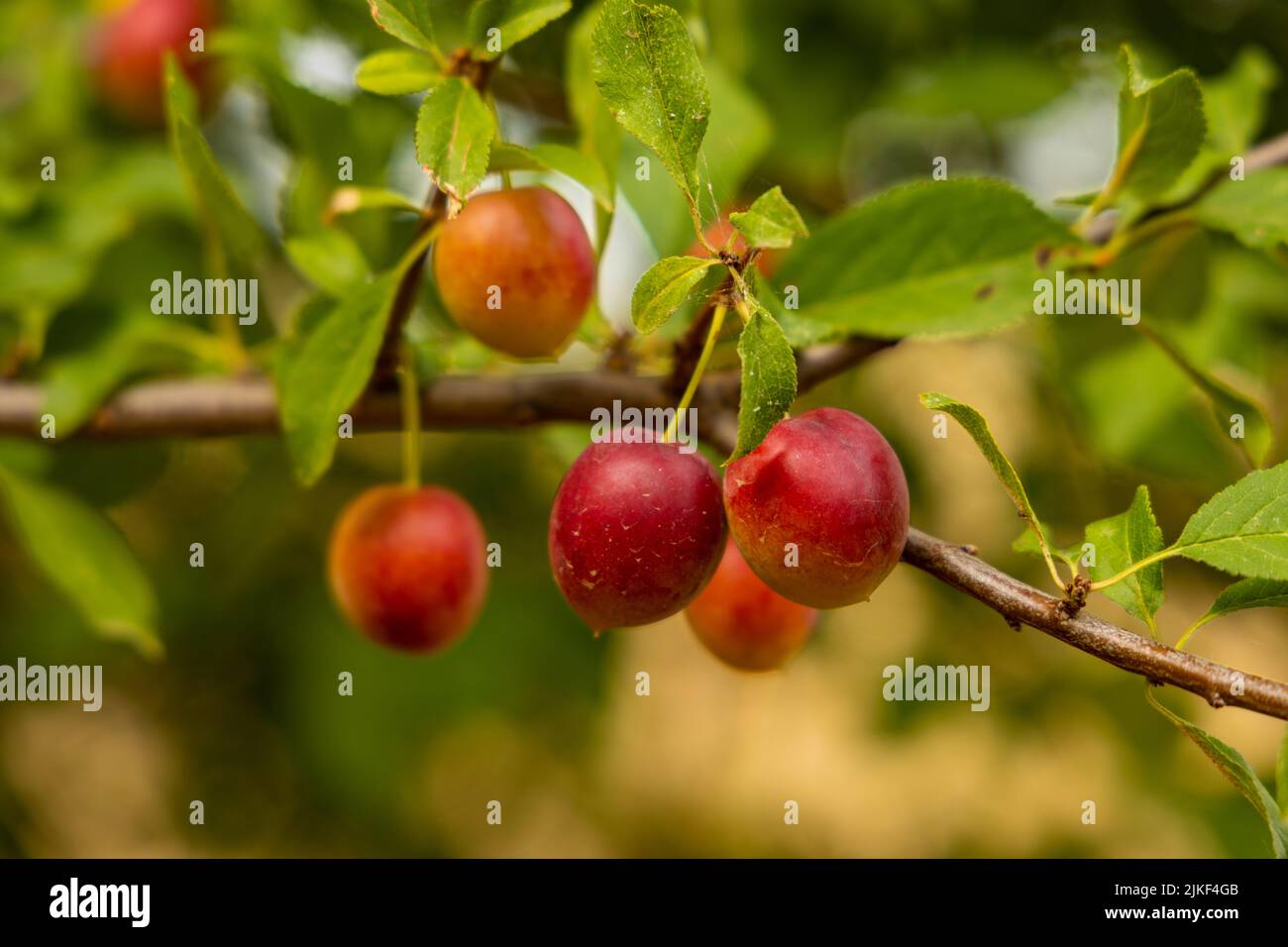 fresh red mirabelles Stock Photo - Alamy