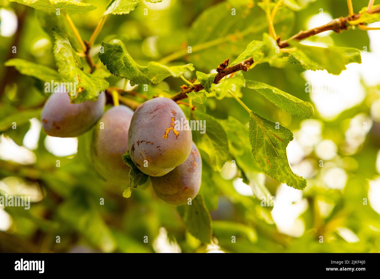 Plum tree plantation hi-res stock photography and images - Alamy