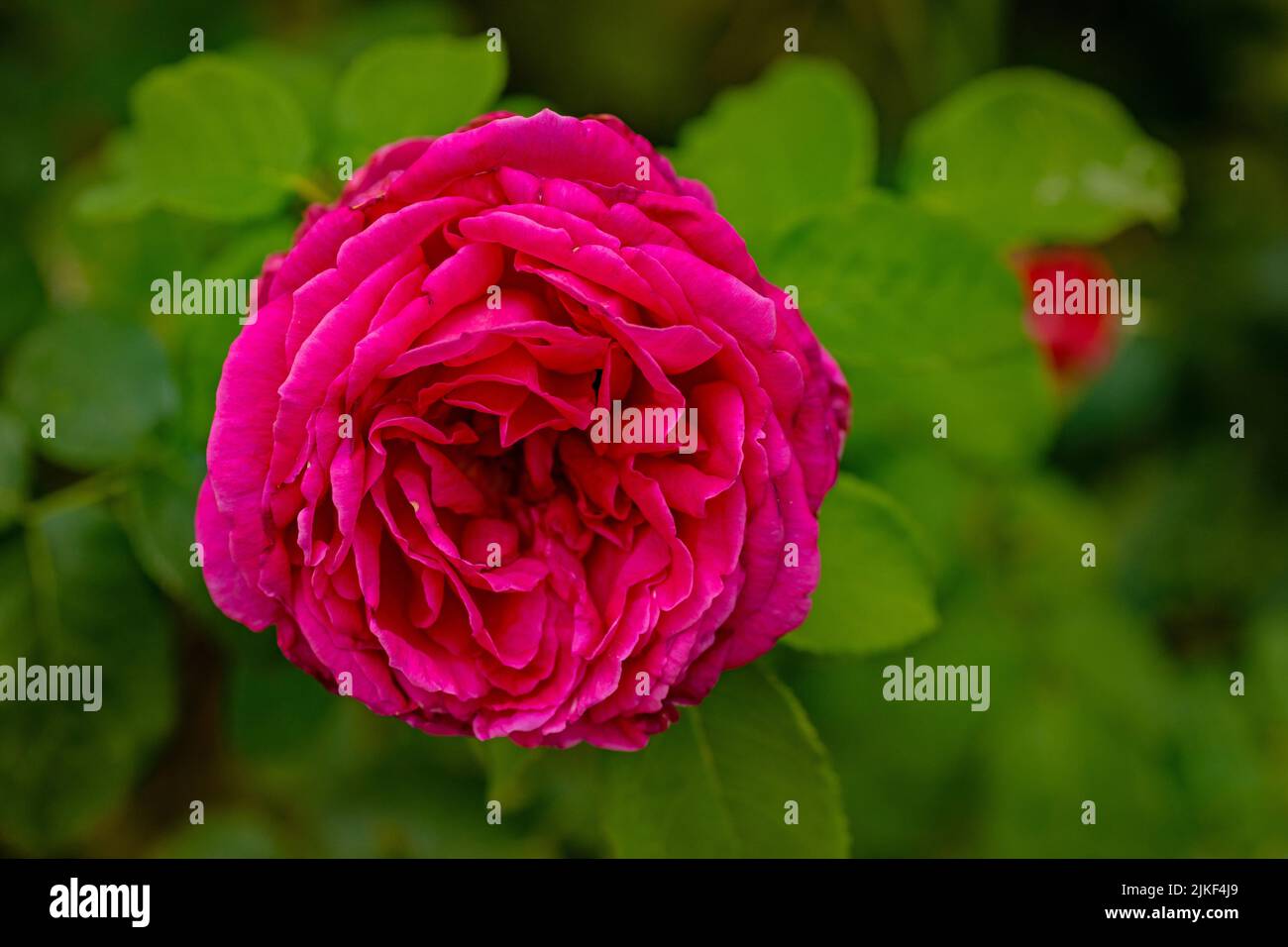 beautiful red rose flower Stock Photo - Alamy