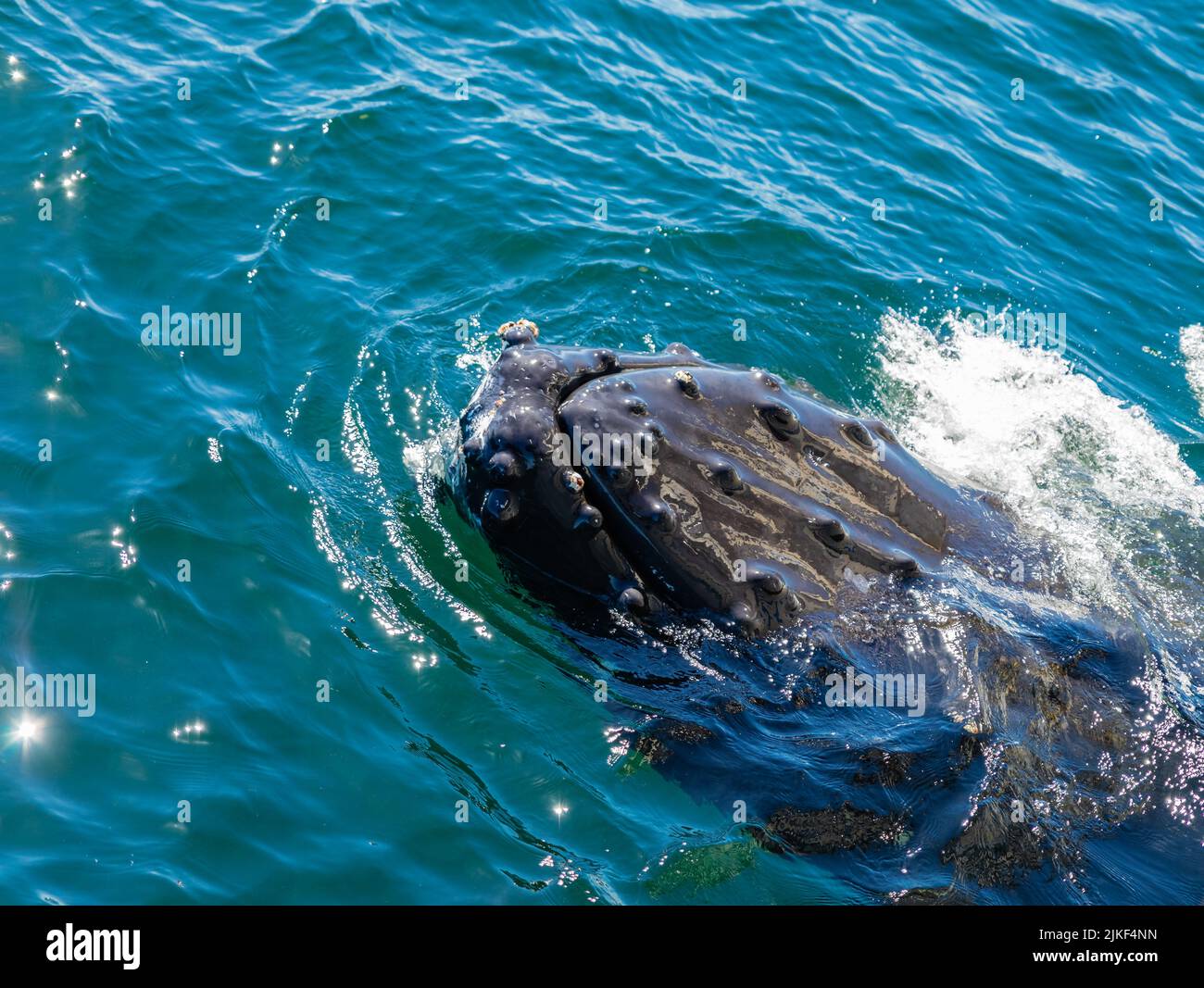 Big barnacles hi-res stock photography and images - Alamy