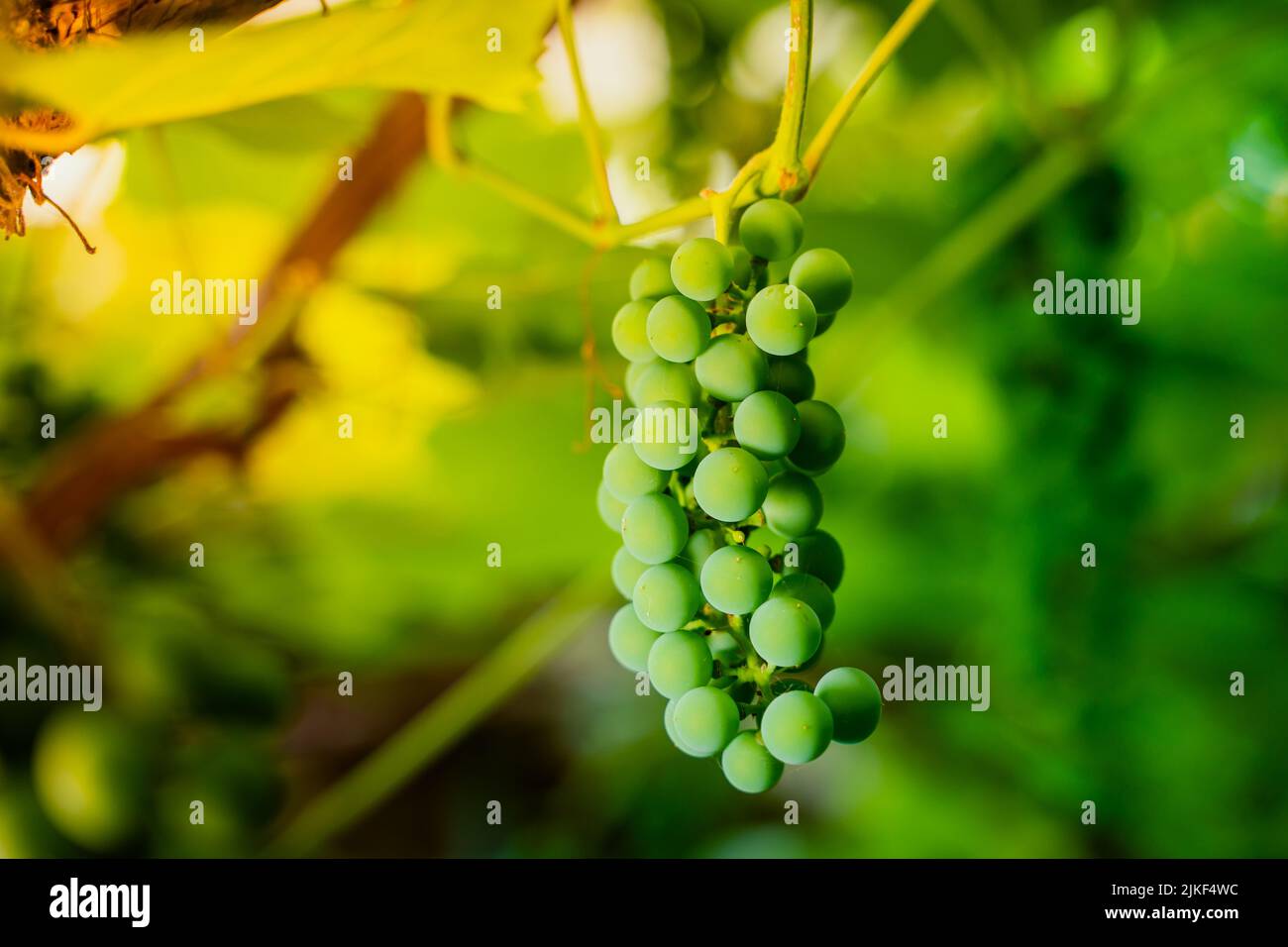 Greenhouse sun rays hi-res stock photography and images - Alamy