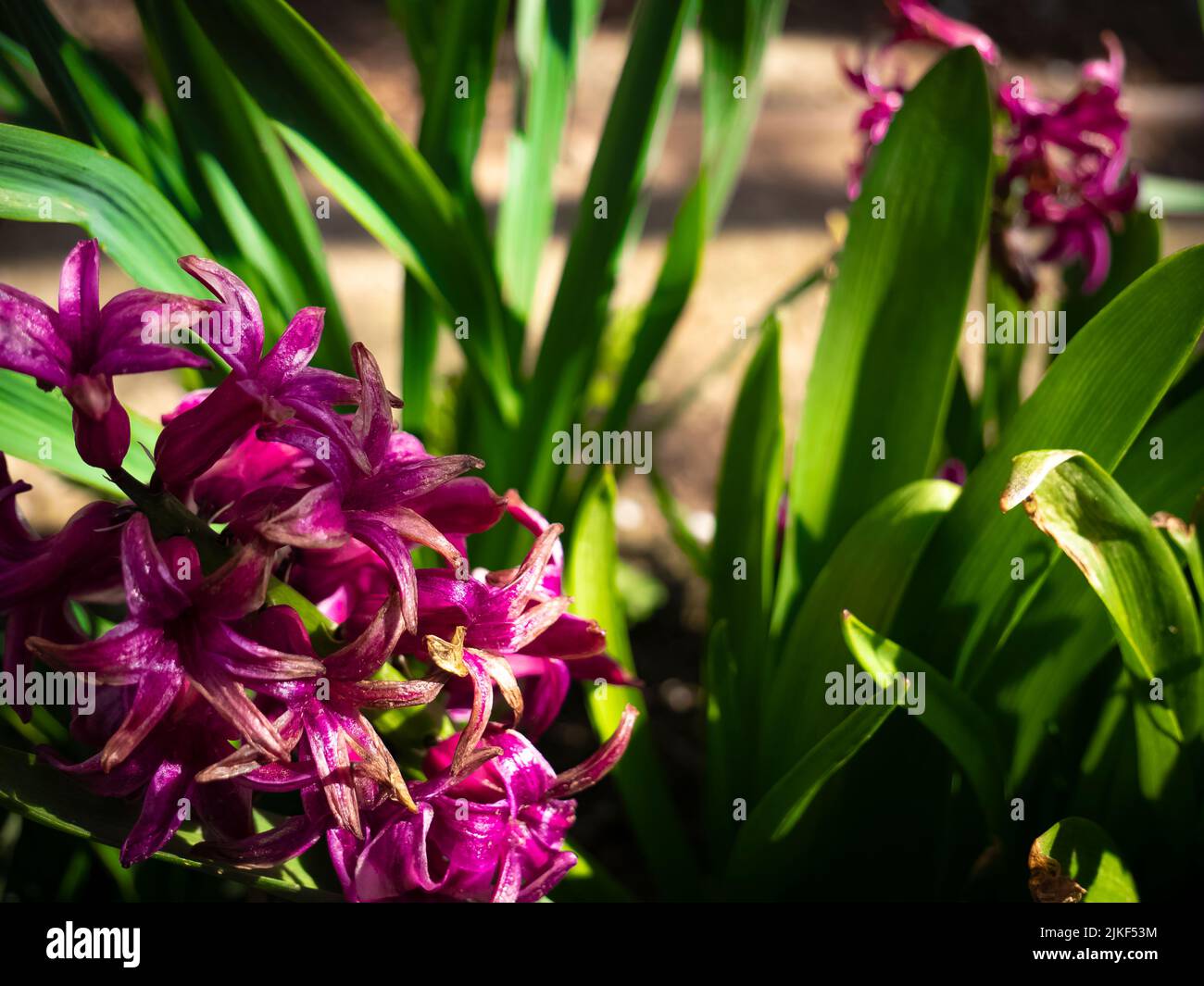 Time lapse scene spring in hi-res stock photography and images - Alamy