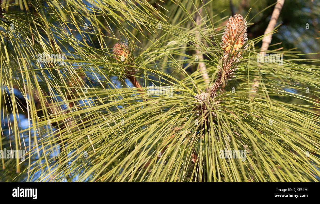 Pine tree branch with pinecone and evergreen needles natural background ...