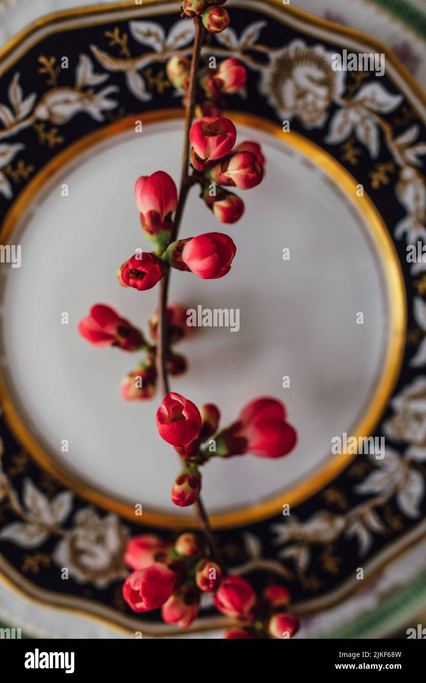 pink japanese quince branch on white, gold, black floral plate Stock ...
