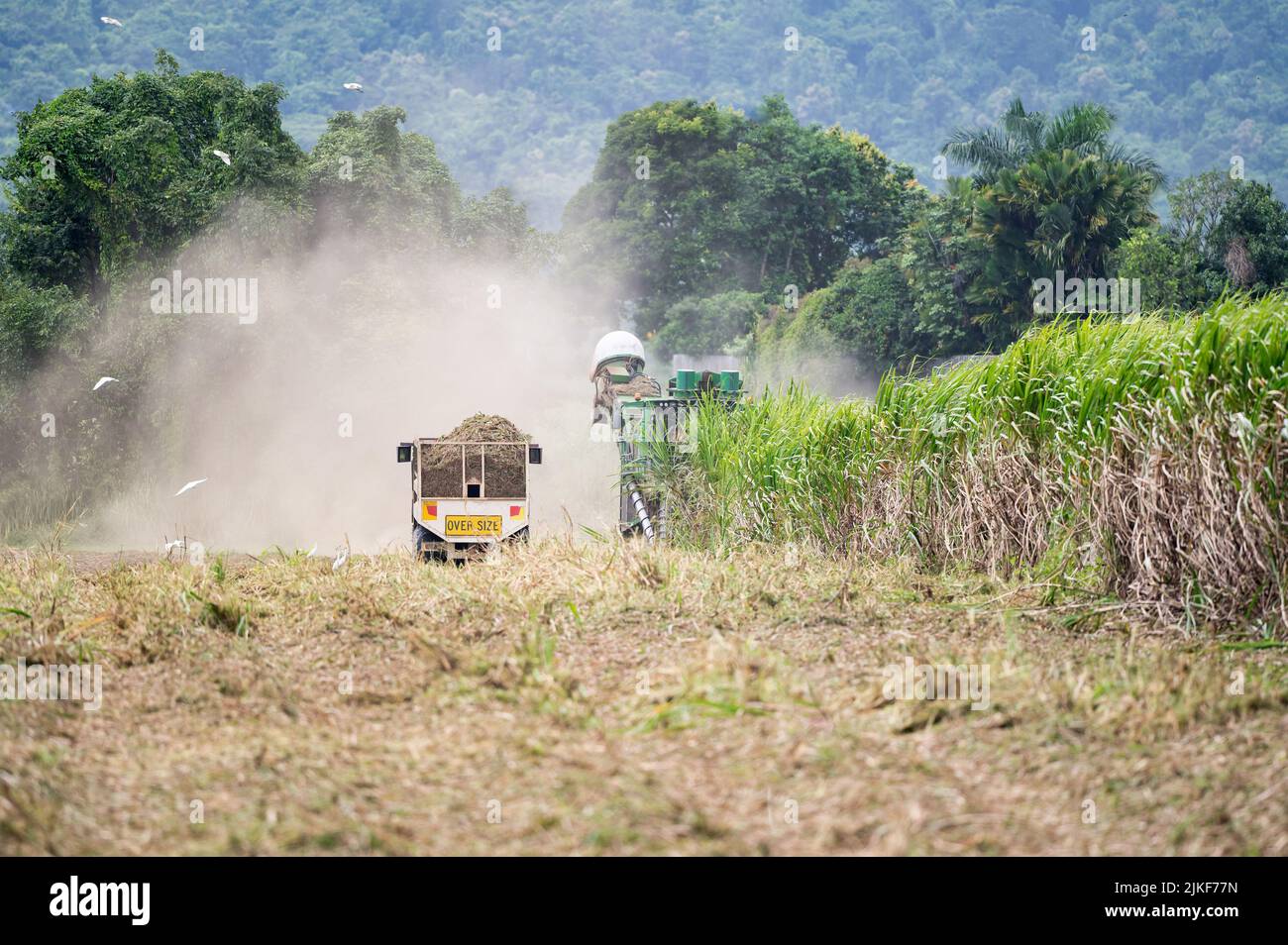 Sugar Cane farm workers in a cane harvester and a following cane bin as ...