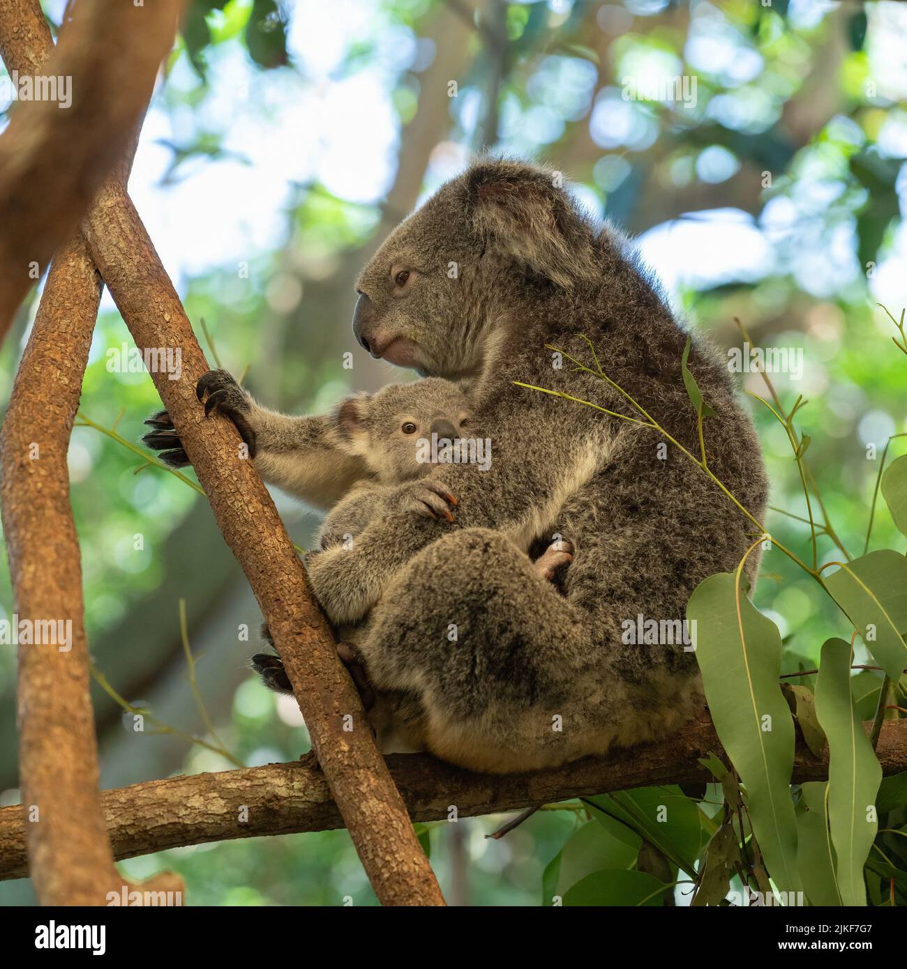 Mother koala and joey hi-res stock photography and images - Alamy