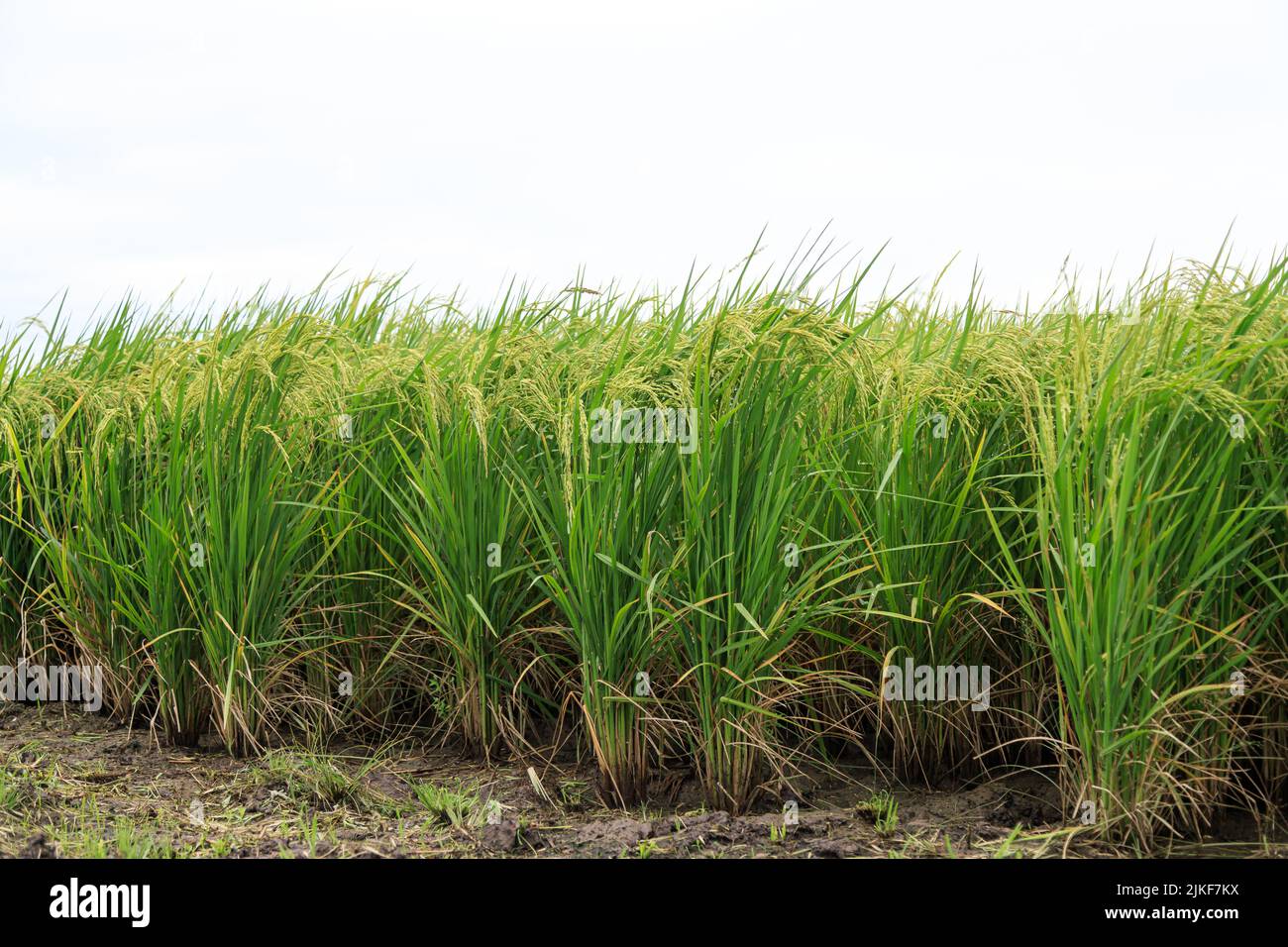 Rice field organic and natural concept Stock Photo - Alamy