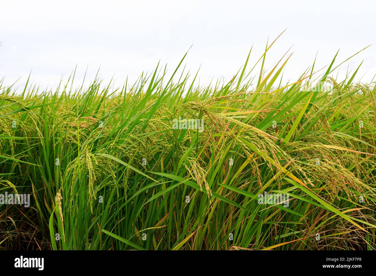 Rice field organic and natural concept Stock Photo - Alamy